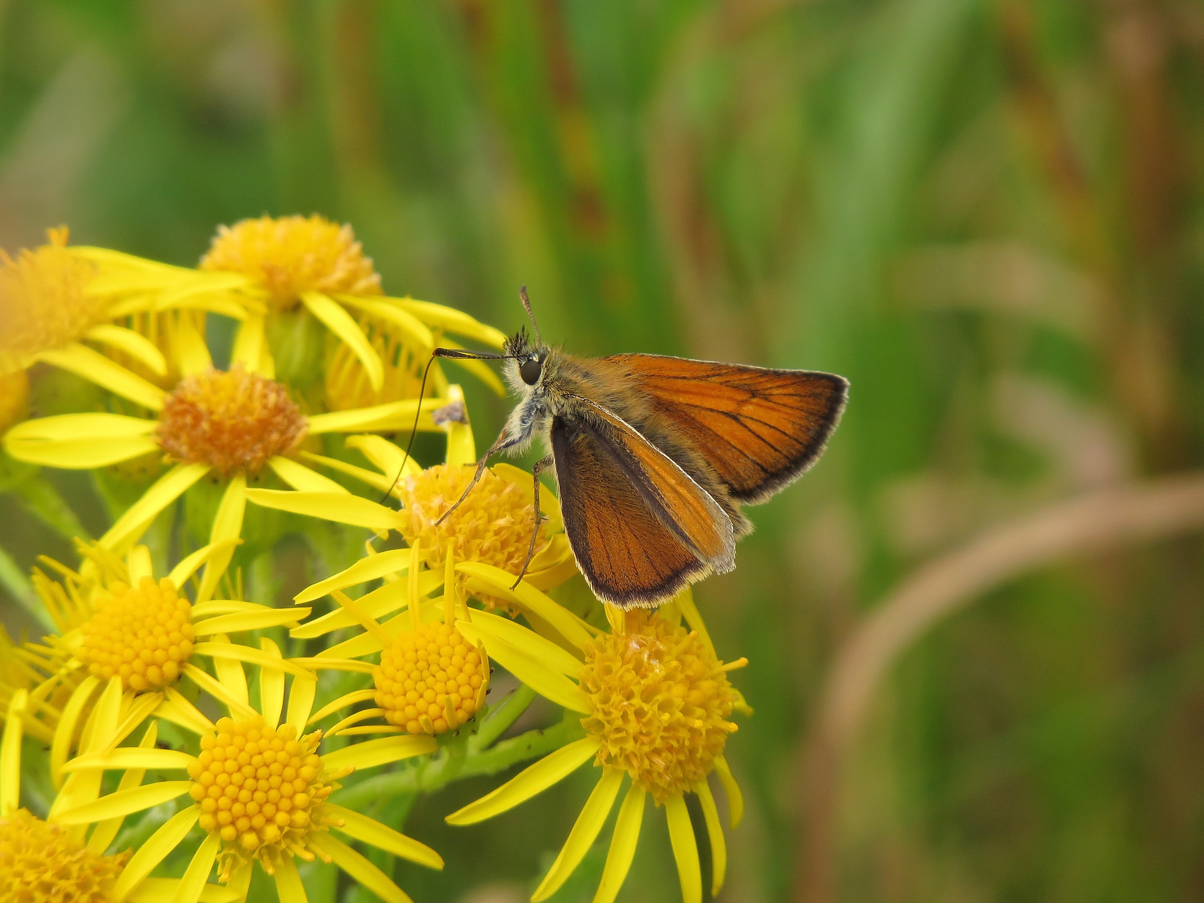 Brotheridge Green and Melrose Meadows – West Midlands Butterflies Blog
